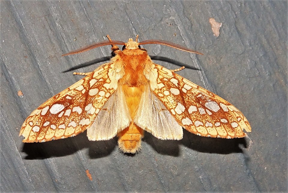 National Moth Month Celebration - Ilsley Public Library